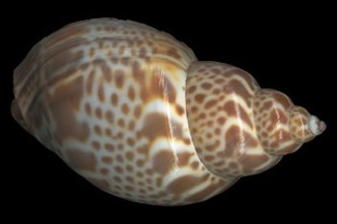 バイガイ | バイ貝 | 貝の図鑑