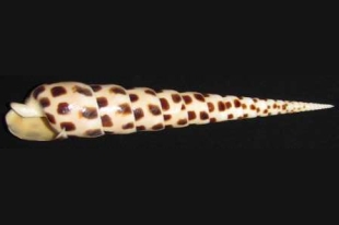 タケノコガイ | 貝の図鑑